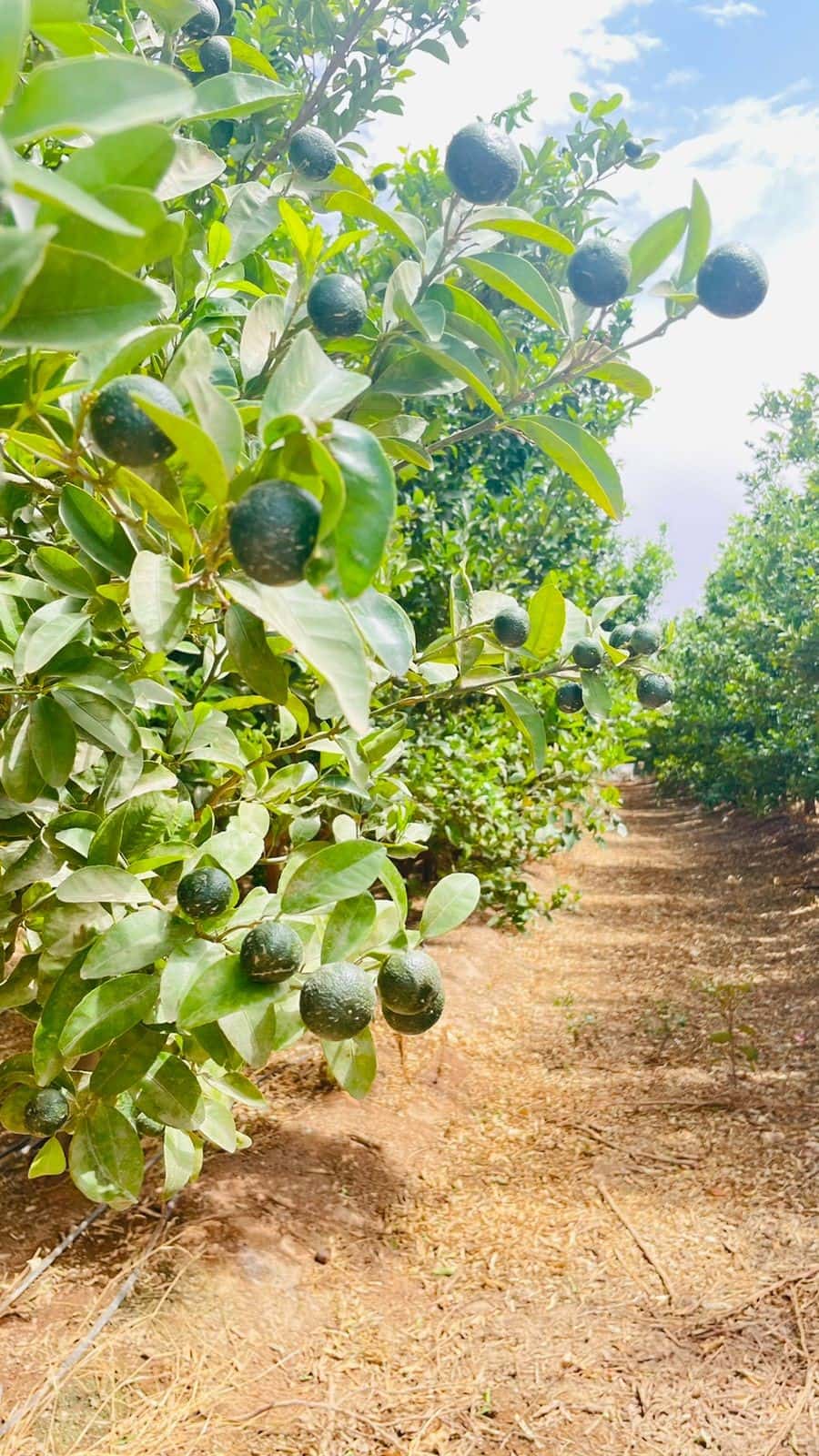 Aumenta la vida útil de la instalación con AZUD PREMIER y AZUD HELIX ...